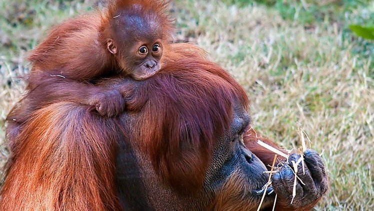 Detectan entre primates el mismo principio que rige en las redes ...