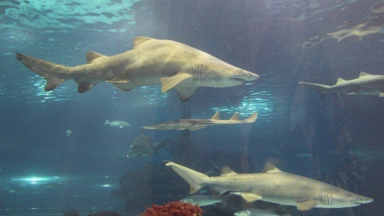 No son una máquina sin alma: descubren que los tiburones tienen ...