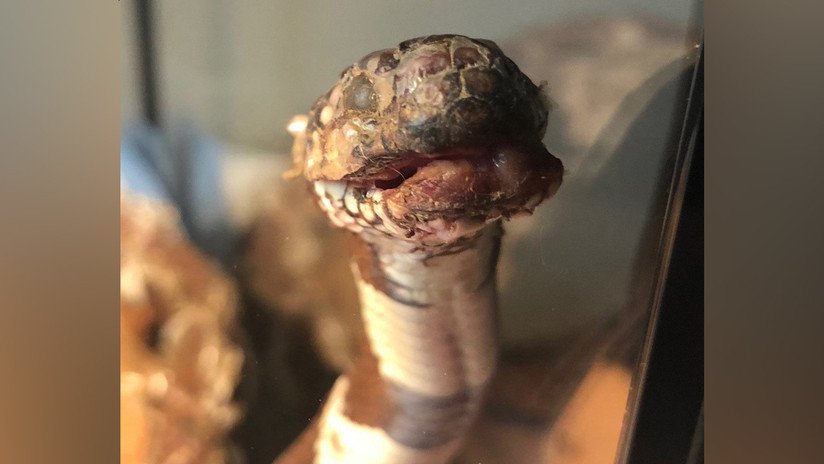 Descubren el primer caso de serpiente rey de California desfigurada por ...