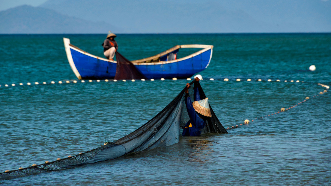 FOTOS: Capturan en Indonesia a una extraña cría albina de tiburón con ...