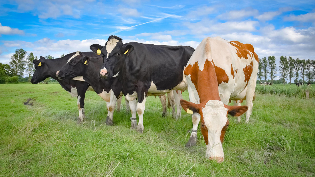 Alerta en Francia ante una posible escasez de leche - RT