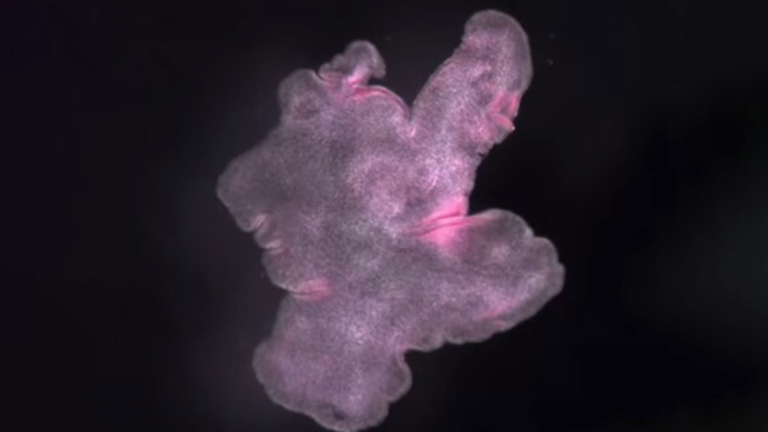 Origami sin cerebro: organismo plano que se desdobla solo podría ...