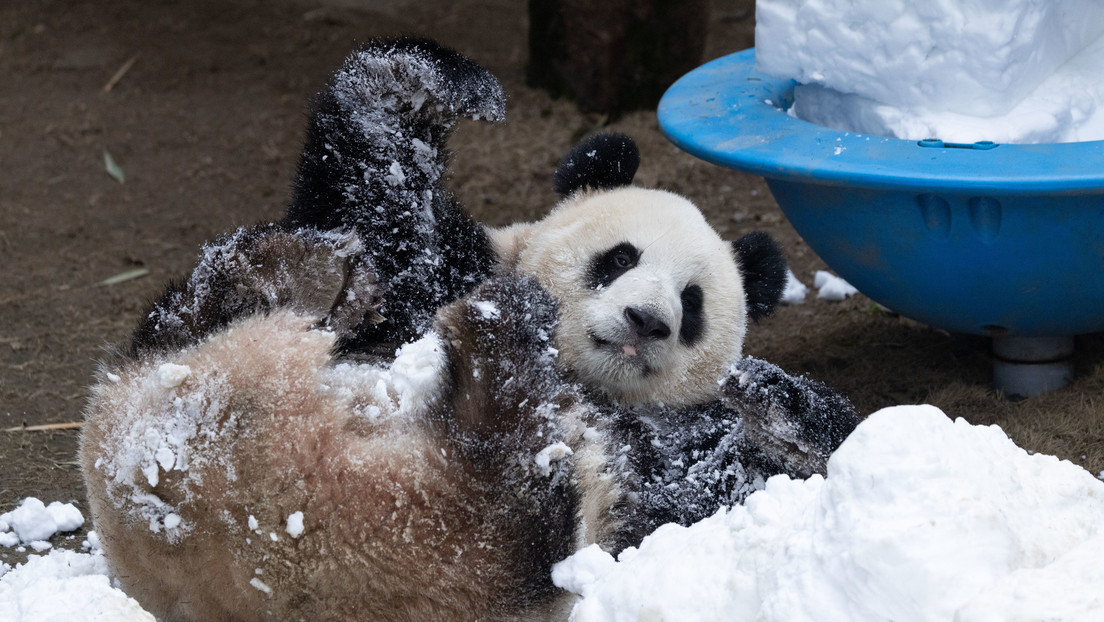 VIDEO viral: Panda estrella de China hace volteretas en la nieve - RT
