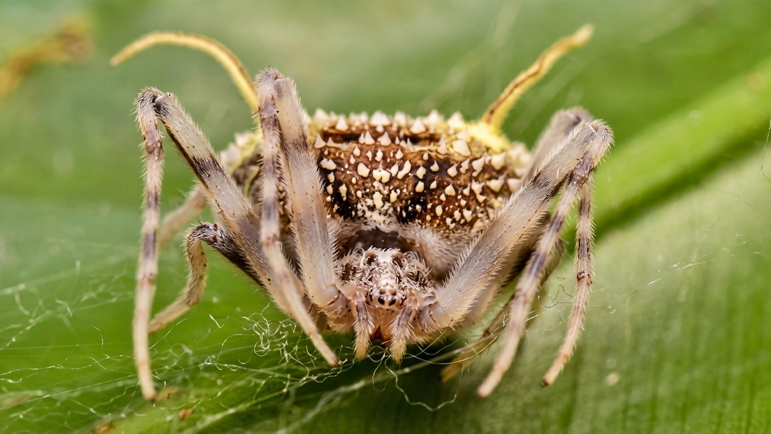 Como sacada de 'The Last of Us': descubren araña que imita 'hongo zombi ...